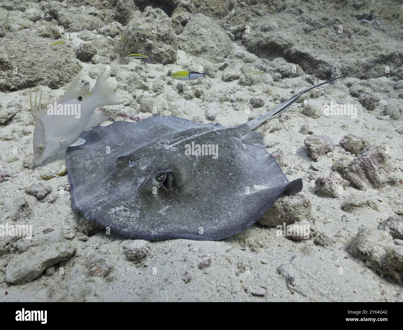 Southern Stingray (Hypanus americanus) on sandy seabed, accompanied by ...