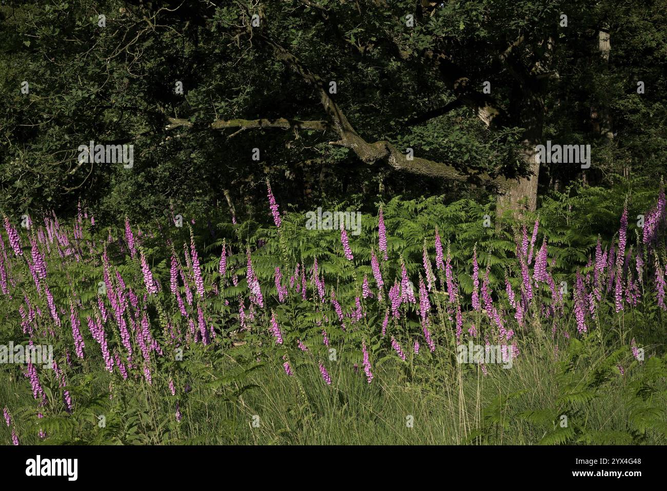 Common foxglove (Digitalis purpurea) illuminated by the sun at the edge ...