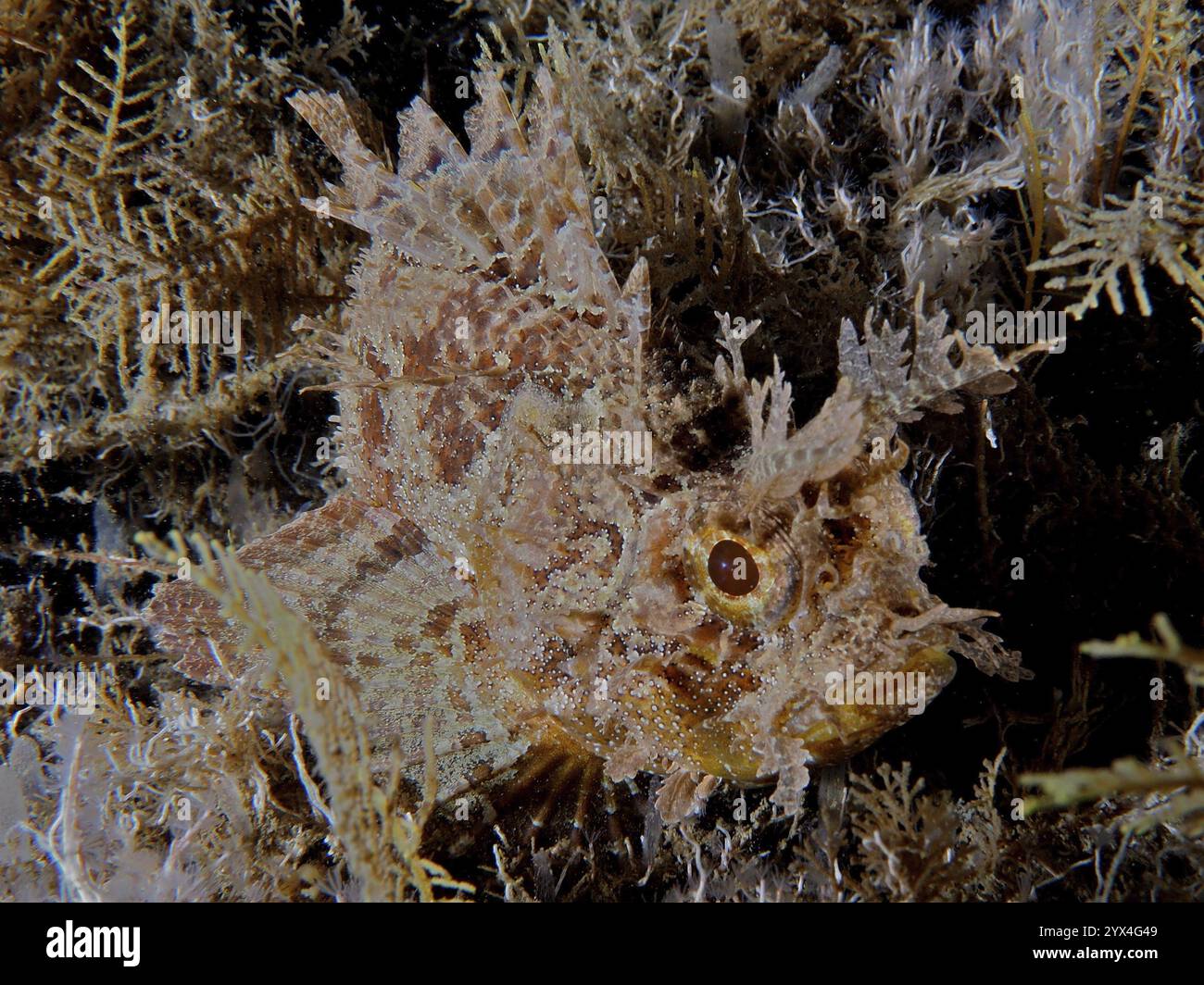 Camouflaged fish with spiny texture, Feathered scorpionfish (Scorpaena ...