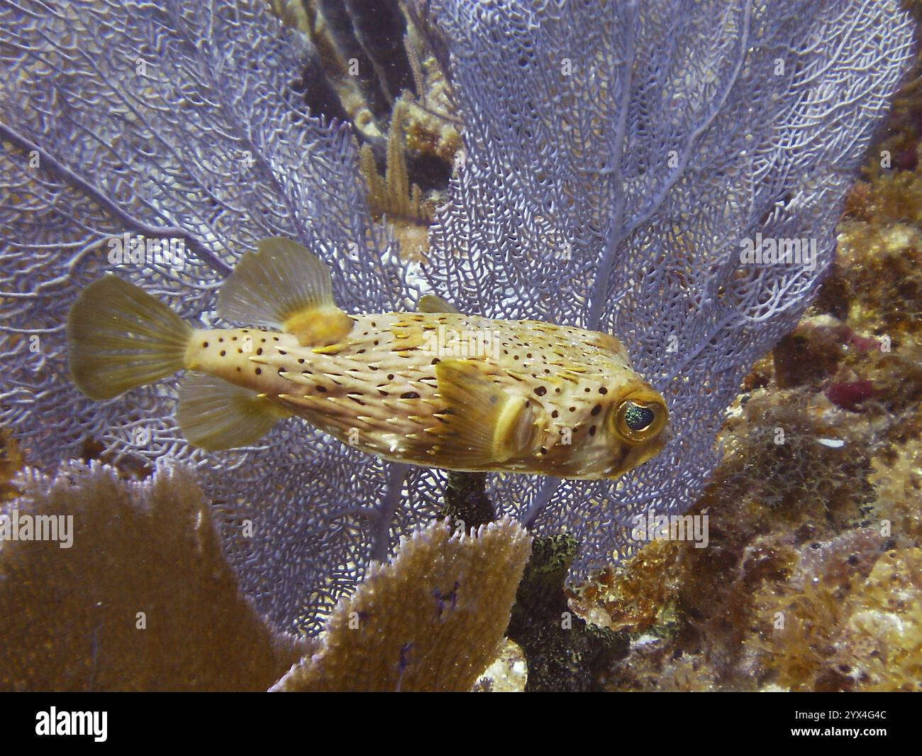 Gorgonia resort hi-res stock photography and images - Alamy