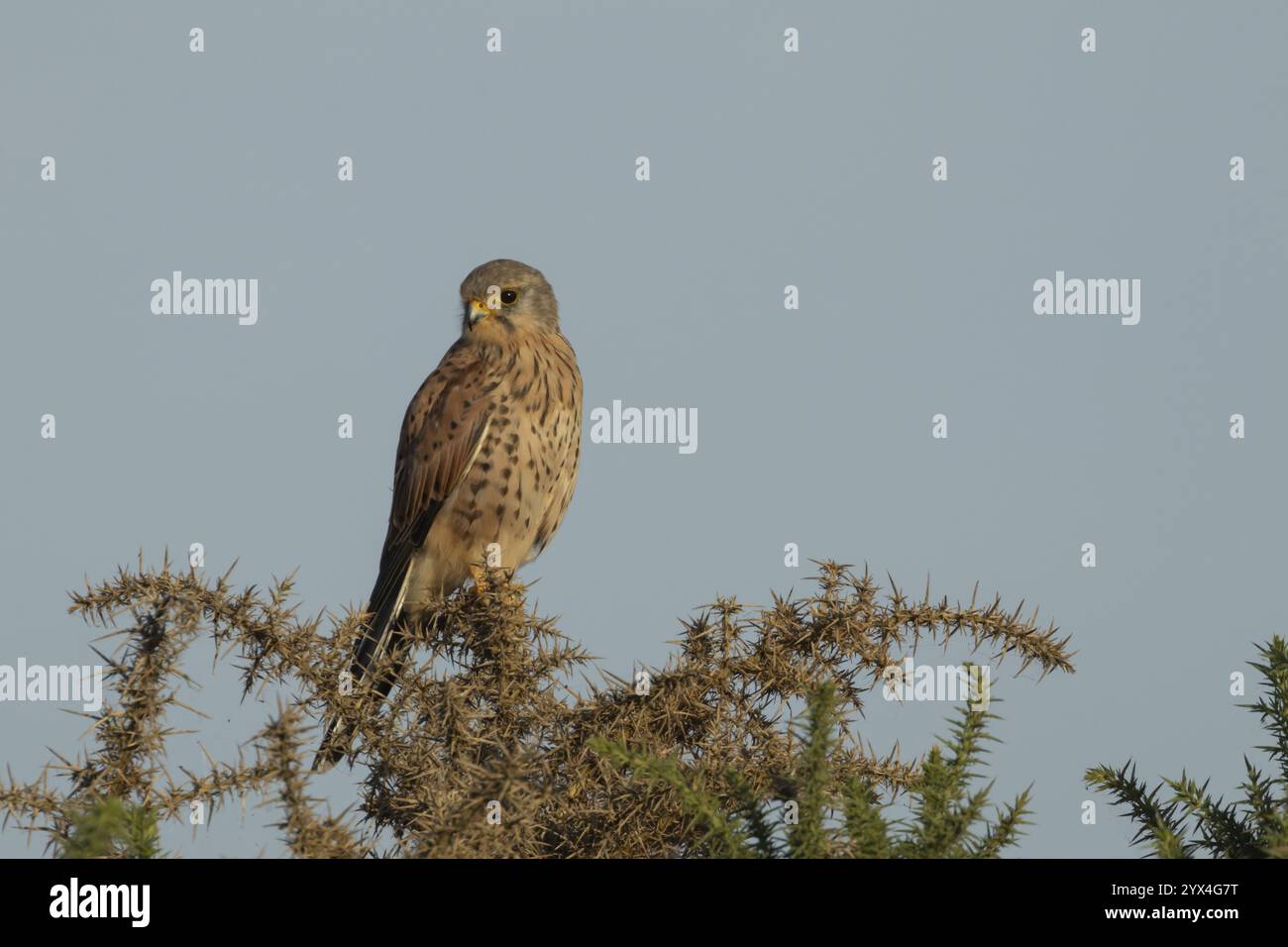 Common kestrel (Falco tinnunculus) adult falcon bird on a Gorse bush ...