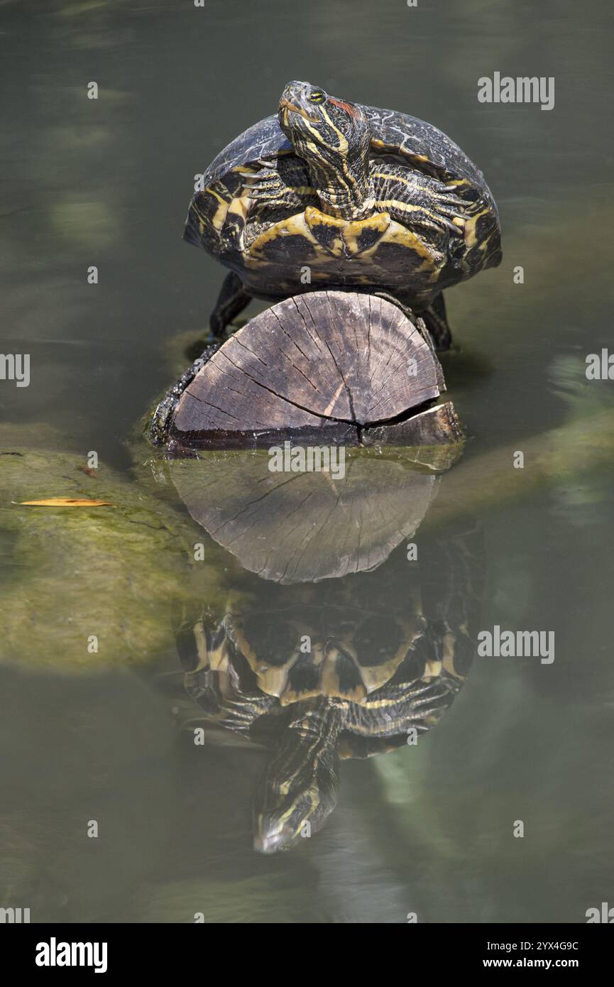Red-eared slider turtle (Trachemys scripta sp.) sunbathing on a tree ...