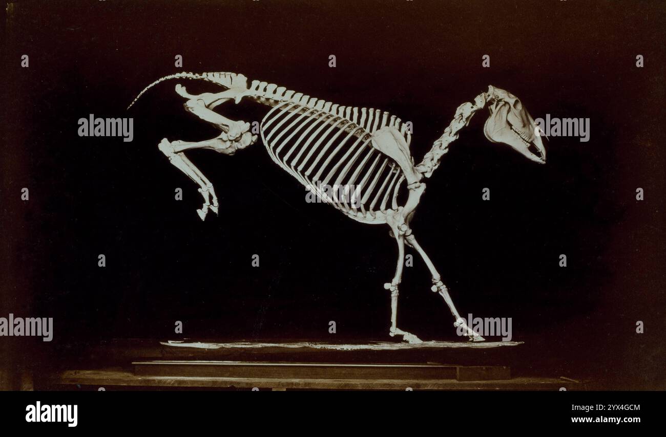 Skeleton of horse, contact with ground after leaping, 1881. From "The ...
