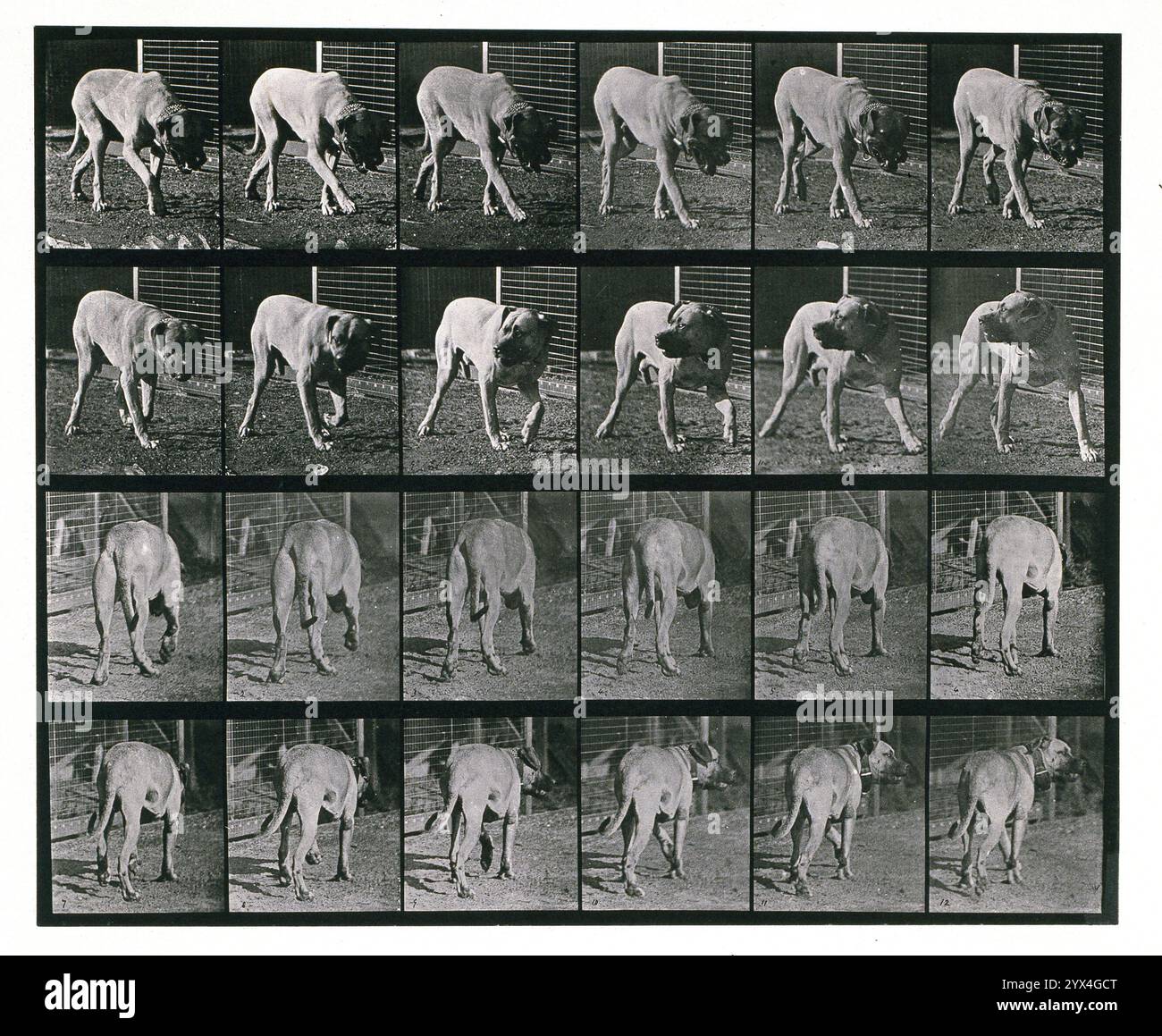 Muybridge dog hi-res stock photography and images - Alamy