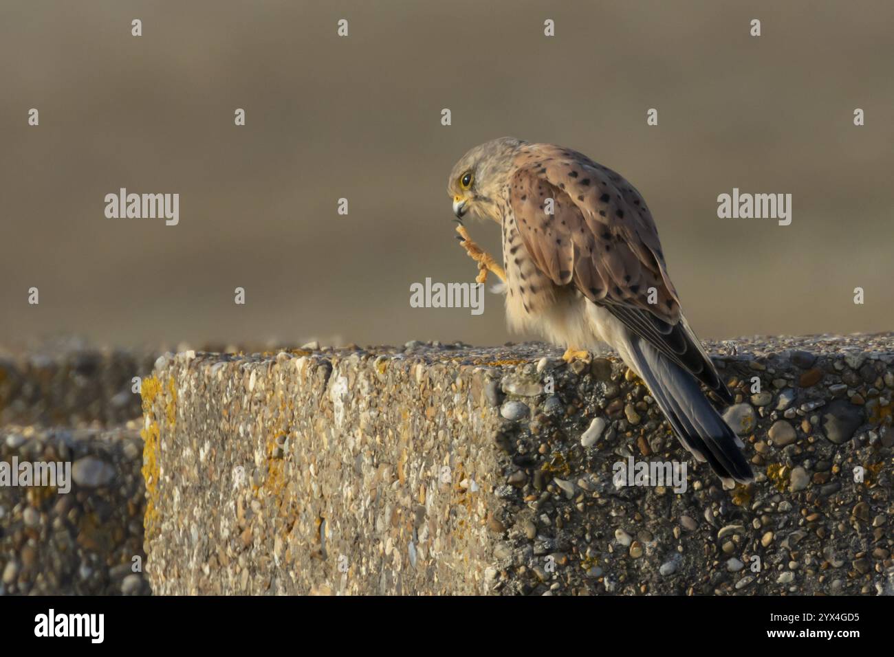Common kestrel (Falco tinnunculus) adult falcon bird preening on a ...