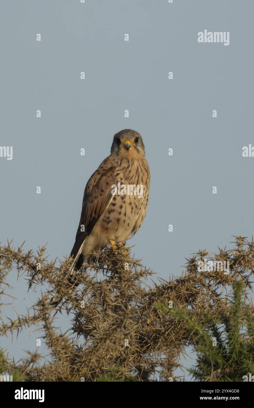 Common kestrel (Falco tinnunculus) adult falcon bird on a Gorse bush ...