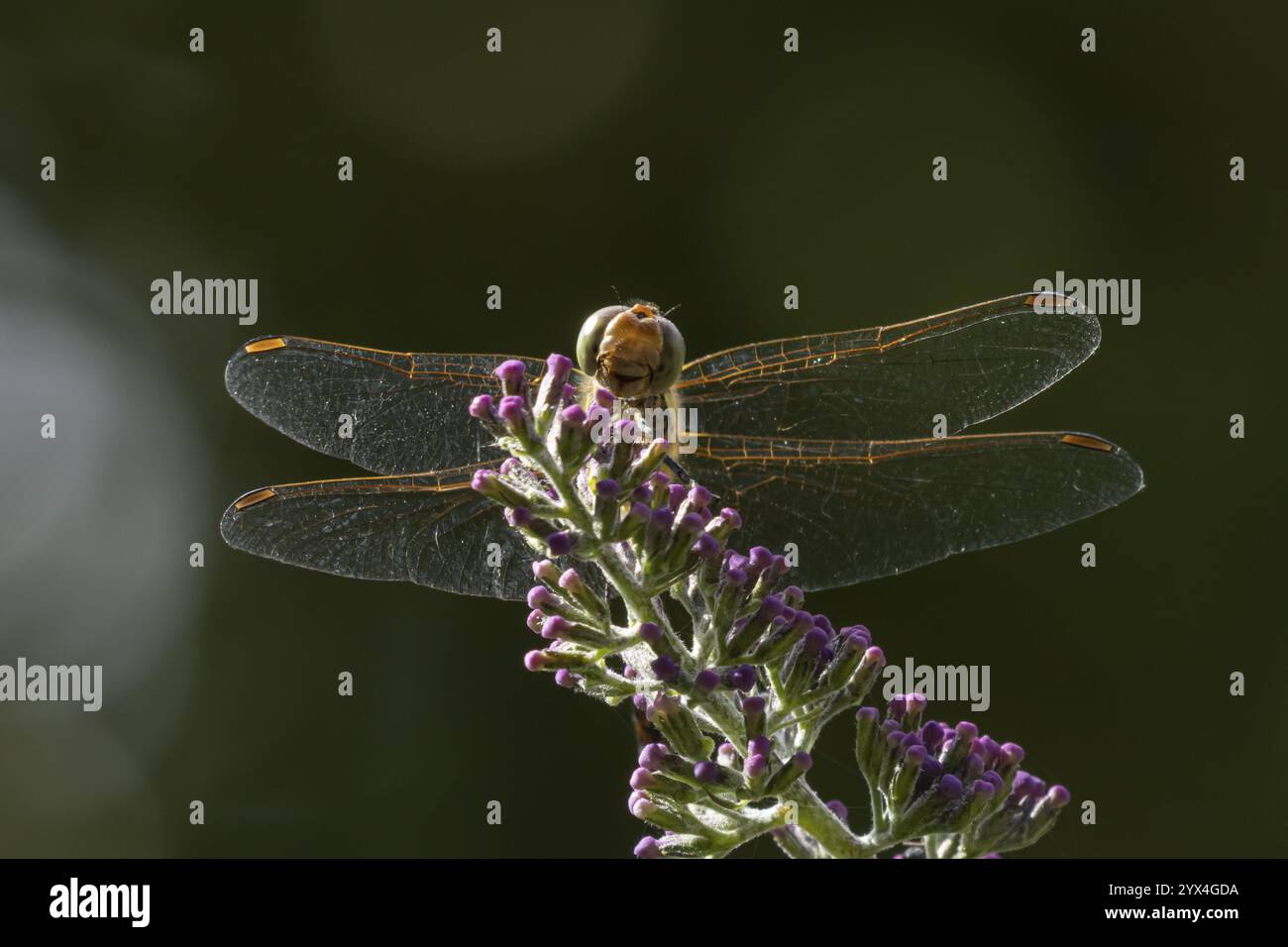 Common darter dragonfly (Sympetrum striolatum) adult insect on a ...