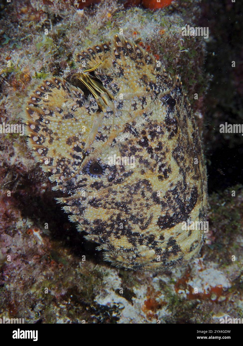 Camouflage-coloured marine creature with detailed texture and ...