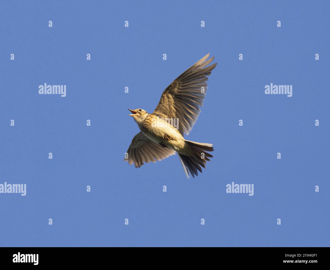 Eurasian skylarks singing hi-res stock photography and images - Alamy