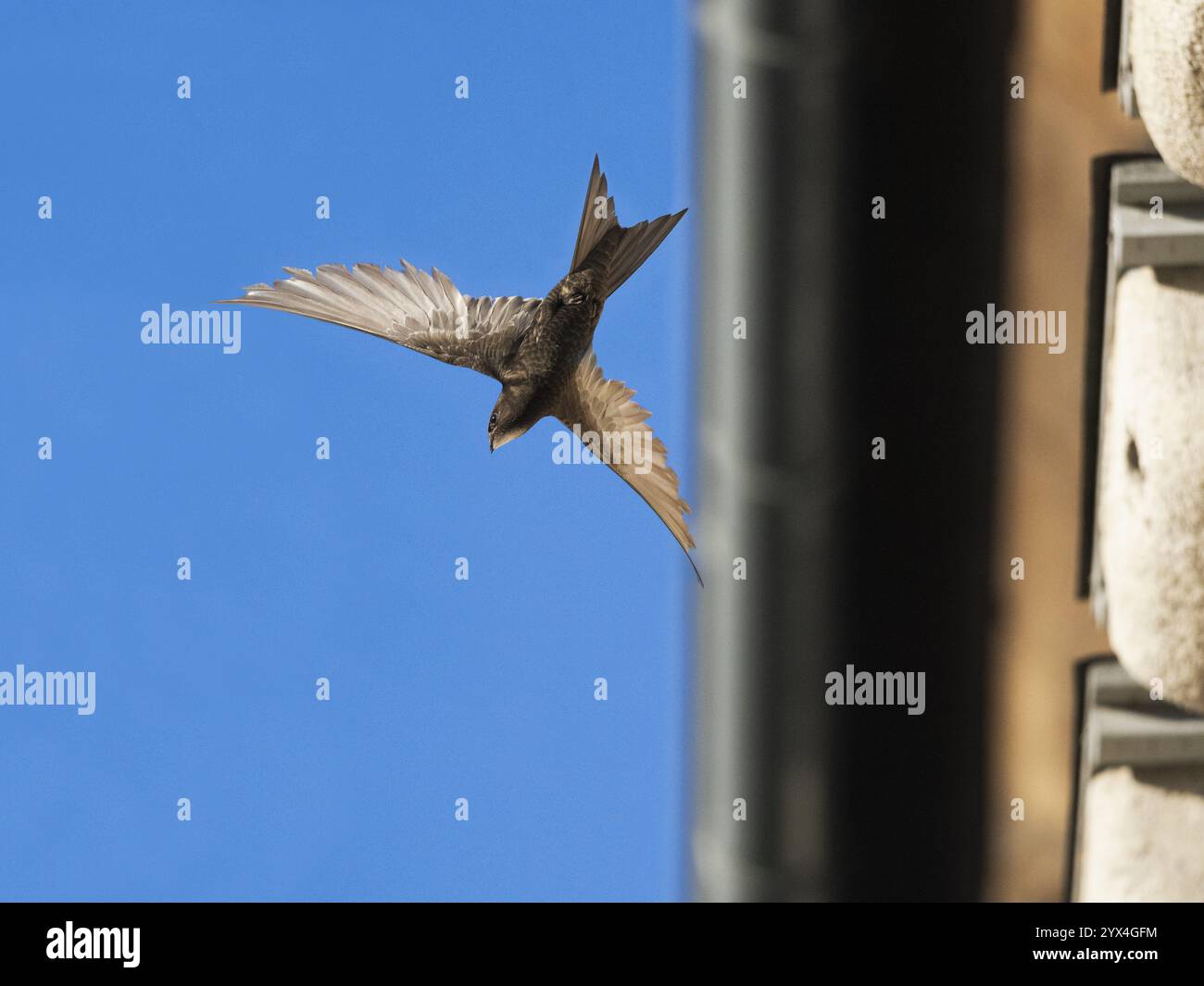 Common swift (Apus apus), adult bird in flight leaving its nest, which ...