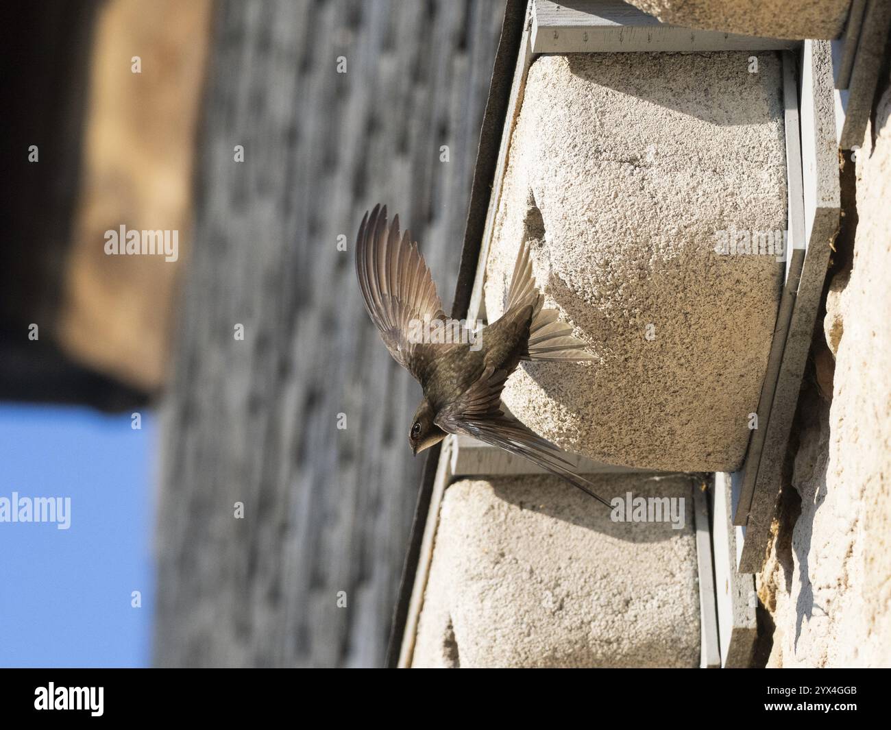 Common swift (Apus apus), adult bird in flight leaving its nest, which ...