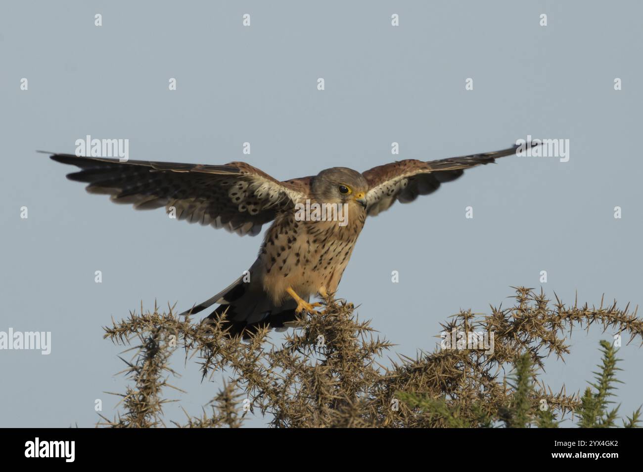 Common kestrel (Falco tinnunculus) adult falcon bird landing on a Gorse ...