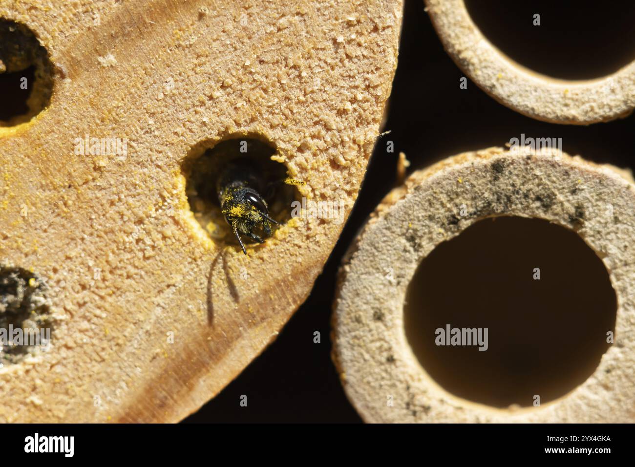 Mining bee (Andrena spp) adult exiting a hole in a garden bee hotel ...