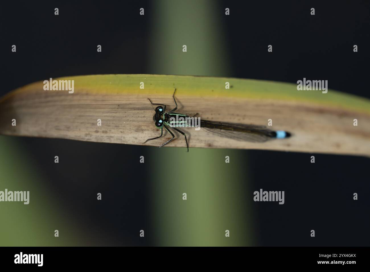 Blue tailed damselfly (Ischnura elegans) adult female insect resting on ...