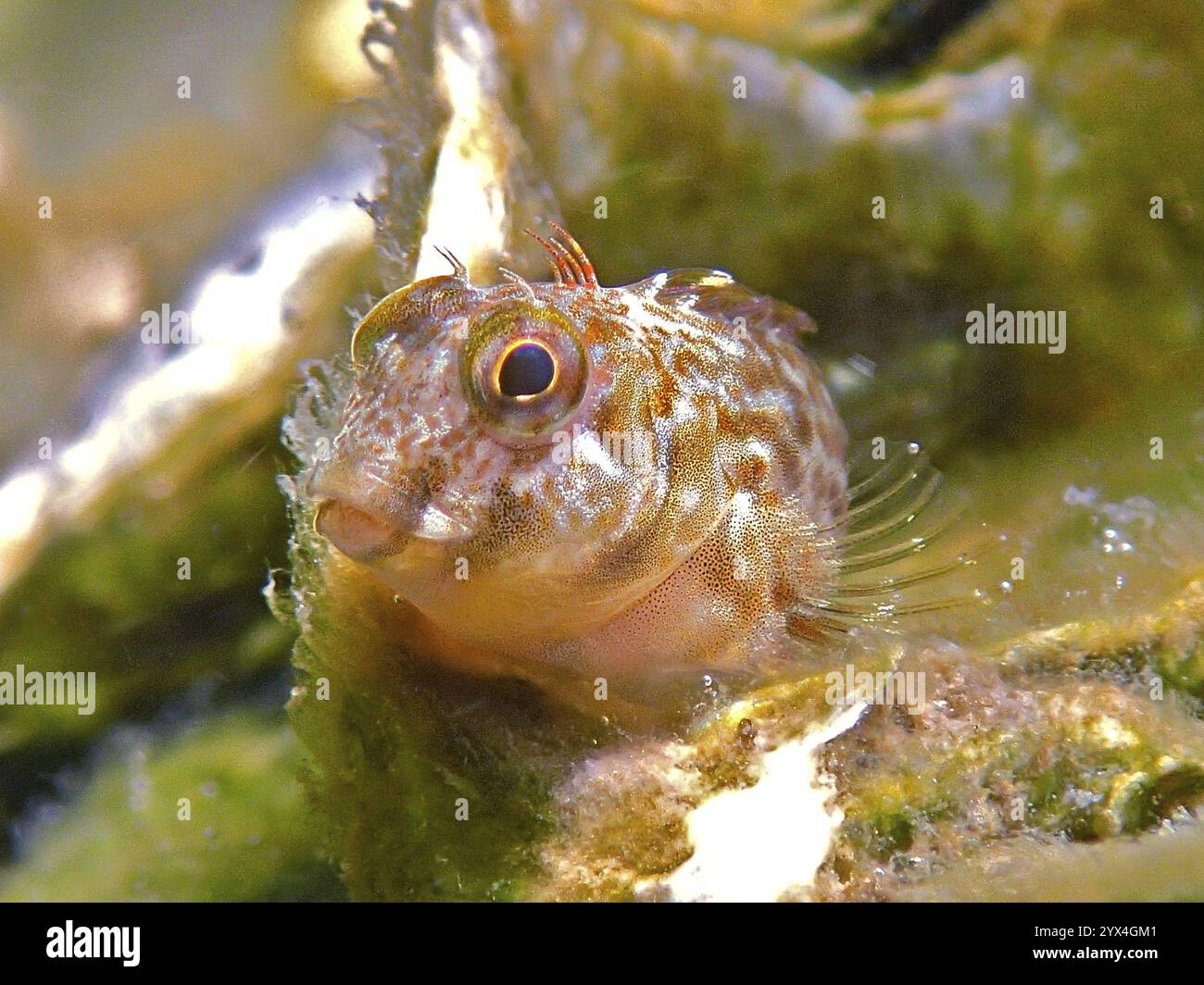 Parablennius marmoreus hi-res stock photography and images - Alamy