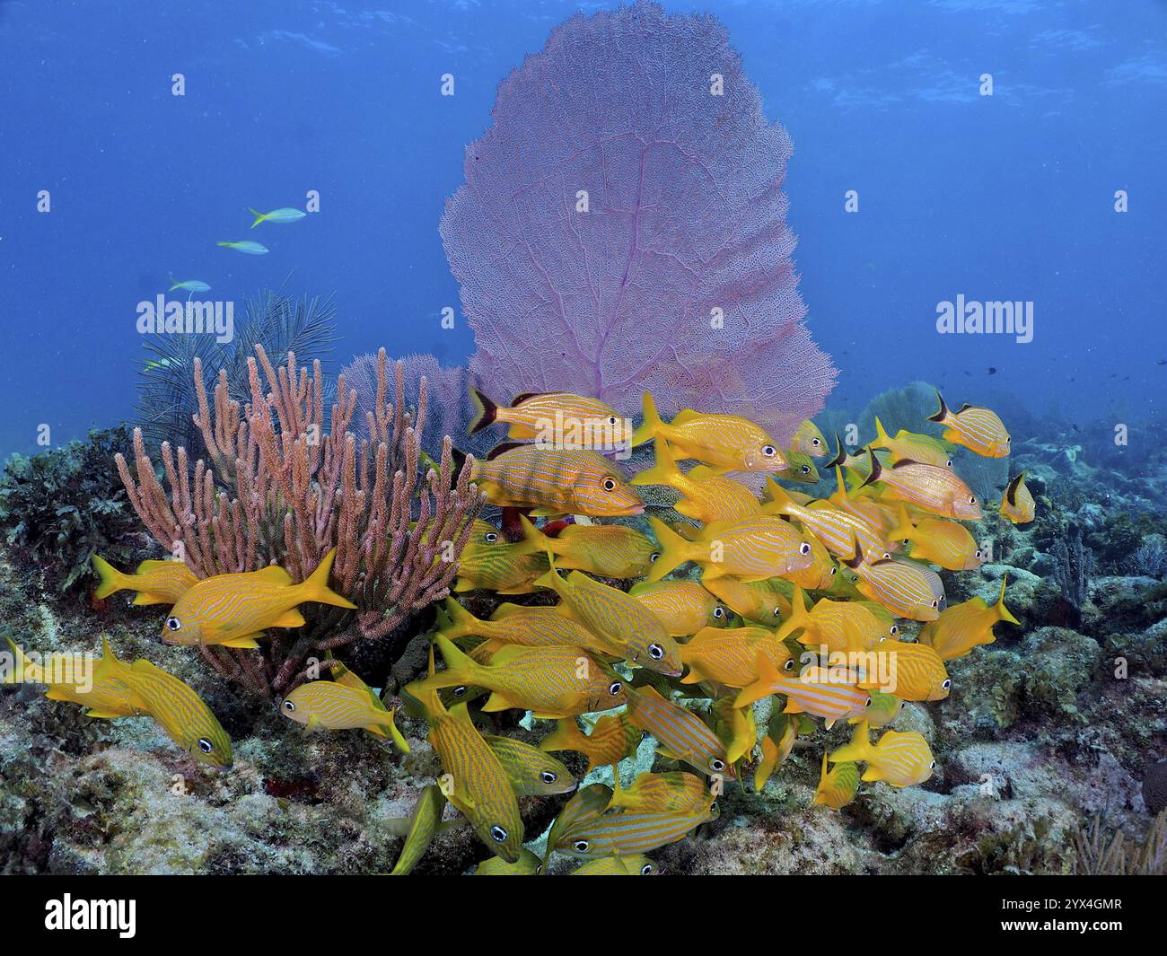 A large school of yellow fish, French grunt (Haemulon flavolineatum ...
