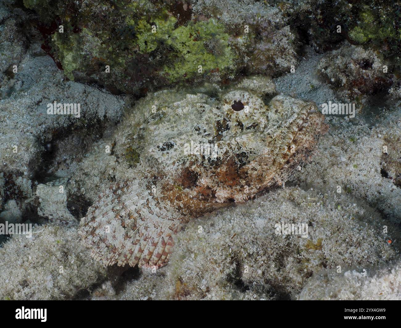 A well camouflaged fish, Spotted scorpionfish (Scorpaena plumieri ...