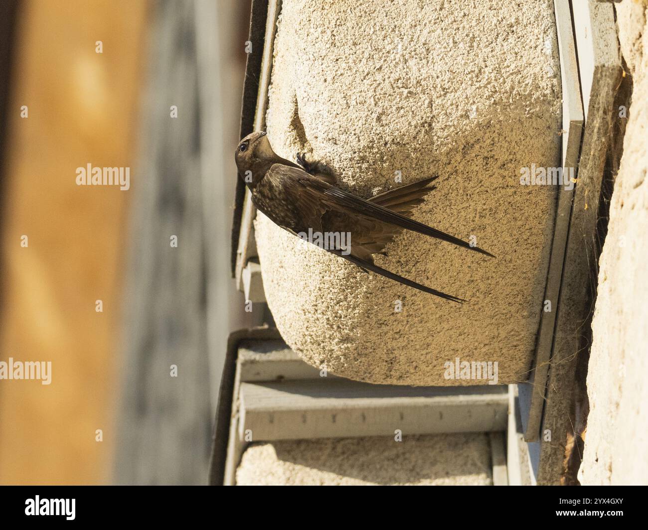 Common swift (Apus apus), adult bird at entrance of its nest, which is ...