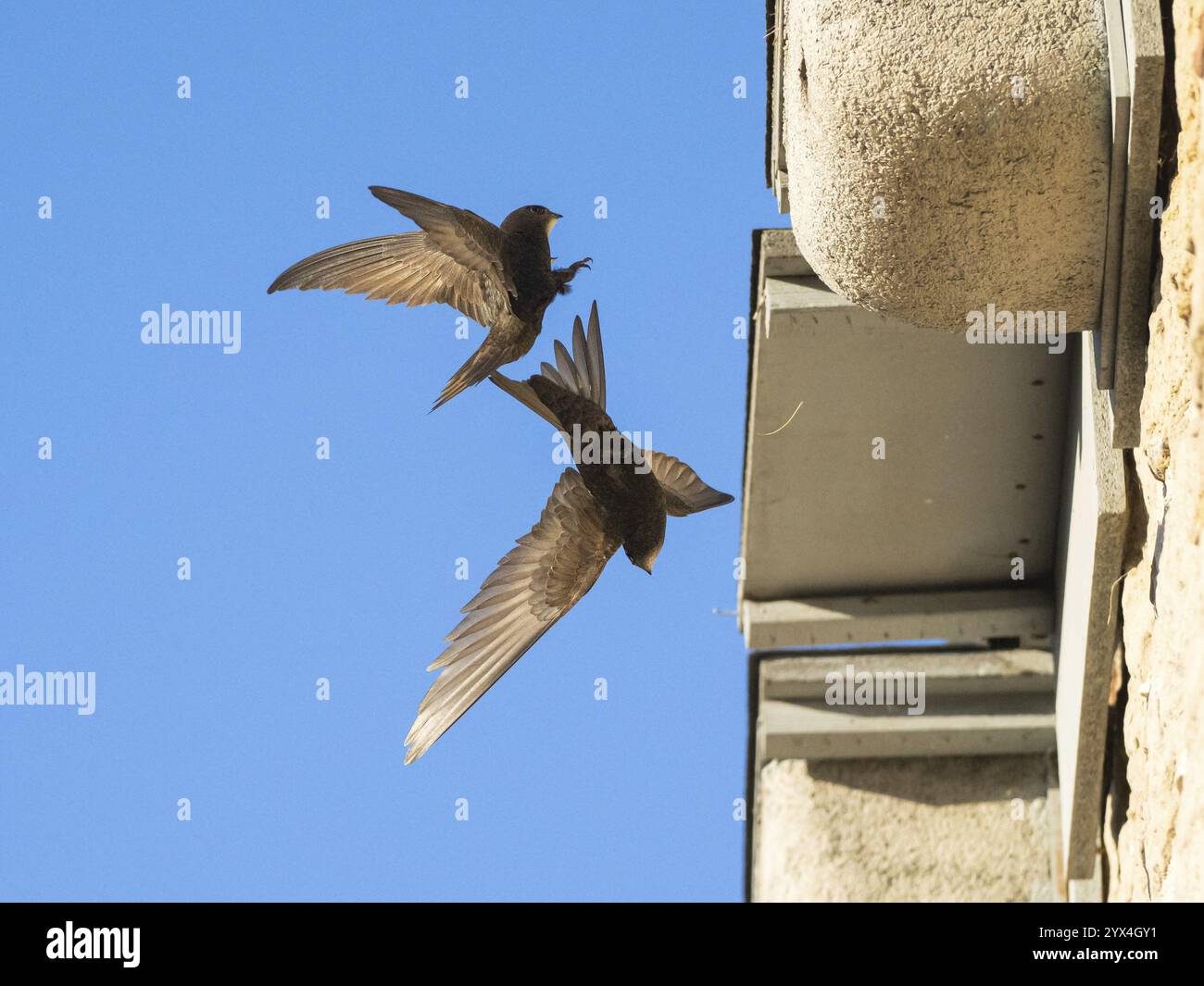 Common swift (Apus apus), adult pair in flight, one leaving its nest ...