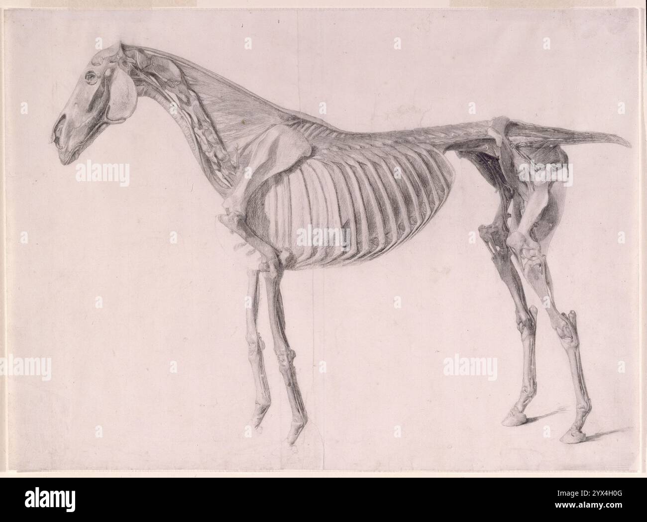 Equine muscles anatomy hi-res stock photography and images - Alamy