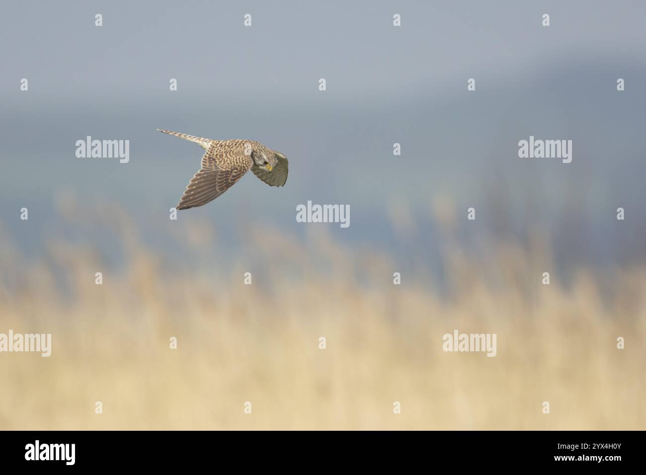 Common kestrel (Falco tinnunculus) adult falcon bird dive down in ...