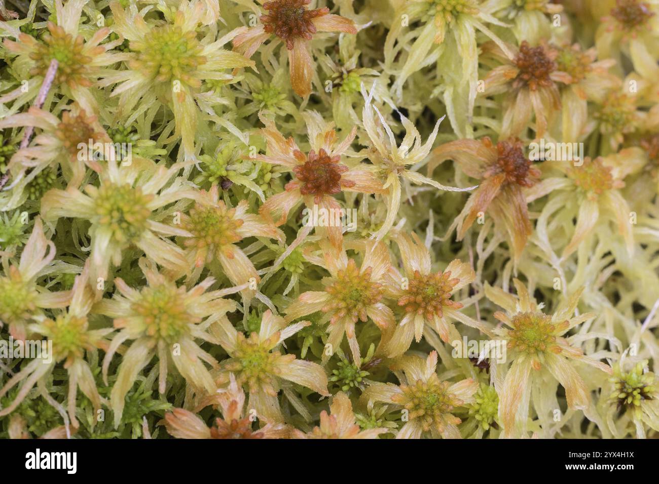 Marsh peat moss (Sphagnum palustre), Province of Drenthe, Netherlands ...