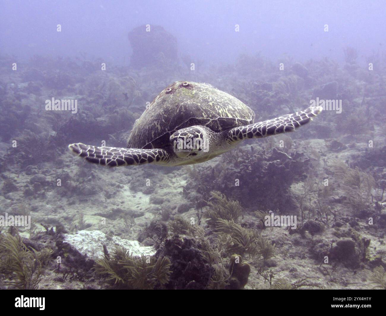 A large Hawksbill sea turtle (Eretmochelys imbricata imbricata) swims ...