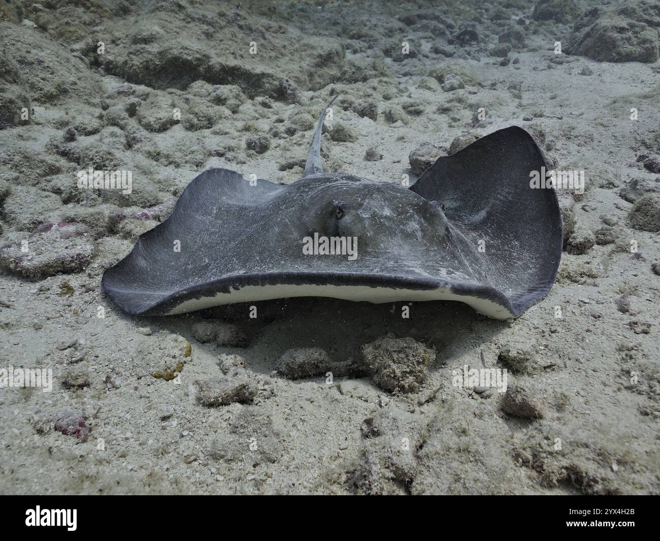 Stingray underwater on coral reefs hi-res stock photography and images ...