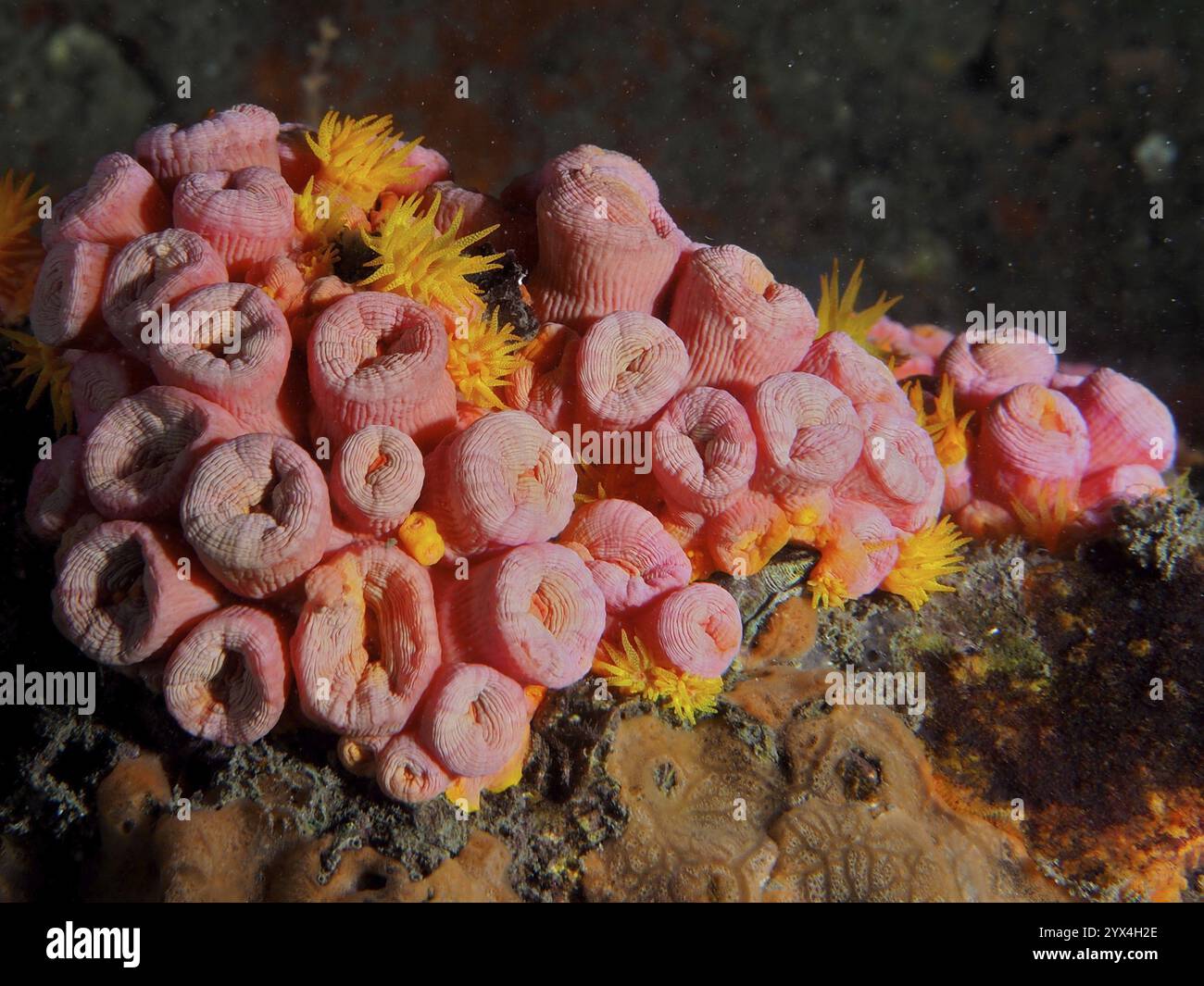 Vibrant pink and yellow corals, yellow cup coral (Tubastraea coccinea ...