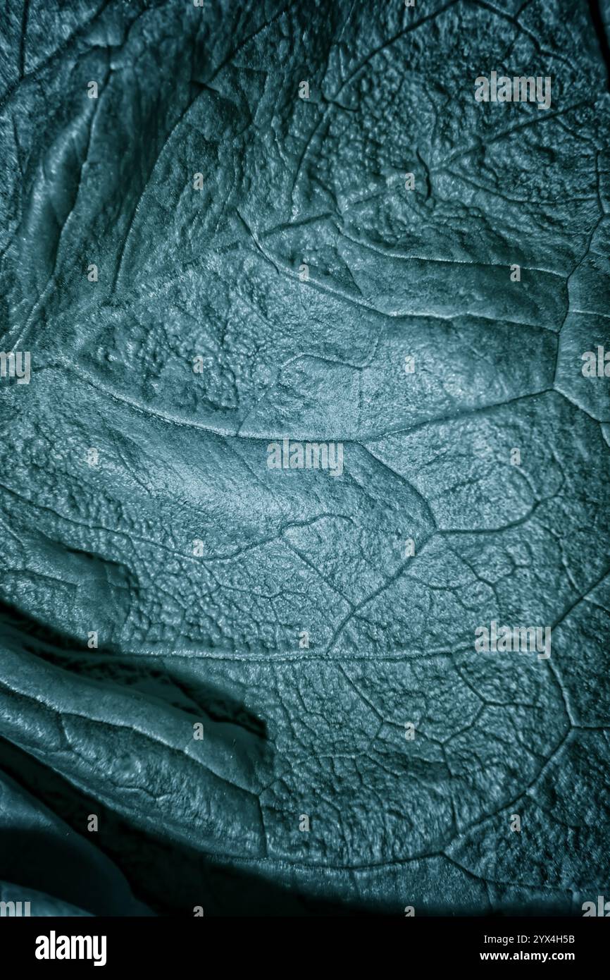 A detailed close-up of a leaf shows the unique textures and patterns ...