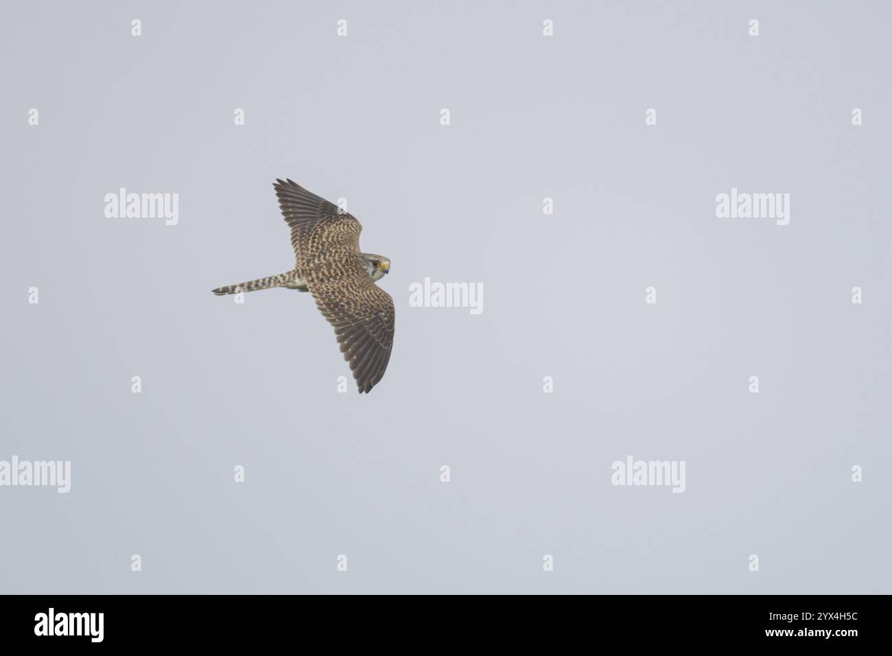 Common kestrel (Falco tinnunculus) adult falcon bird flying, England, United Kingdom, Europe ...
