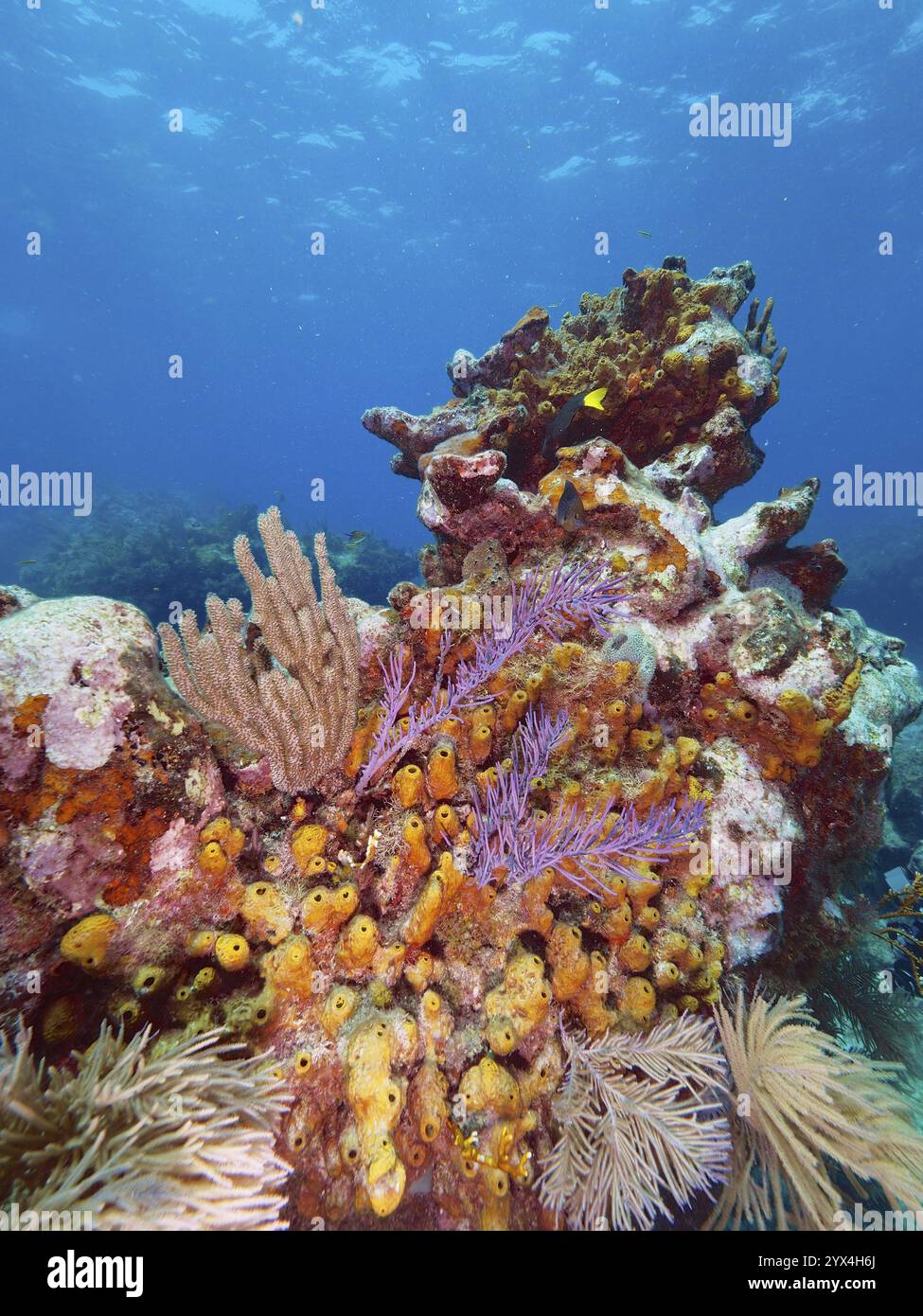 Vibrant coral landscape with diverse marine sponges, bundle tube sponge ...
