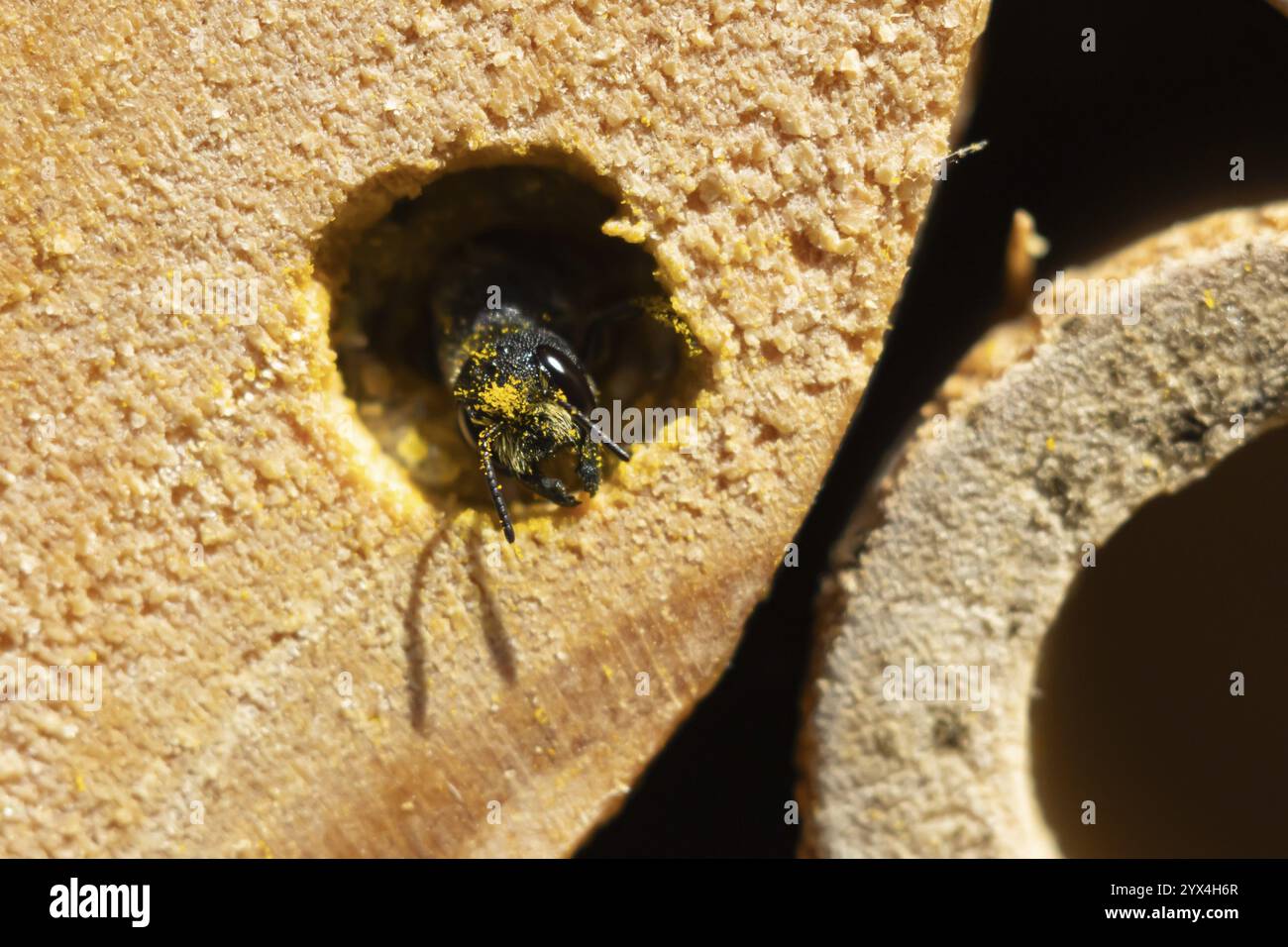 Mining bee (Andrena spp) adult exiting a hole in a garden bee hotel ...