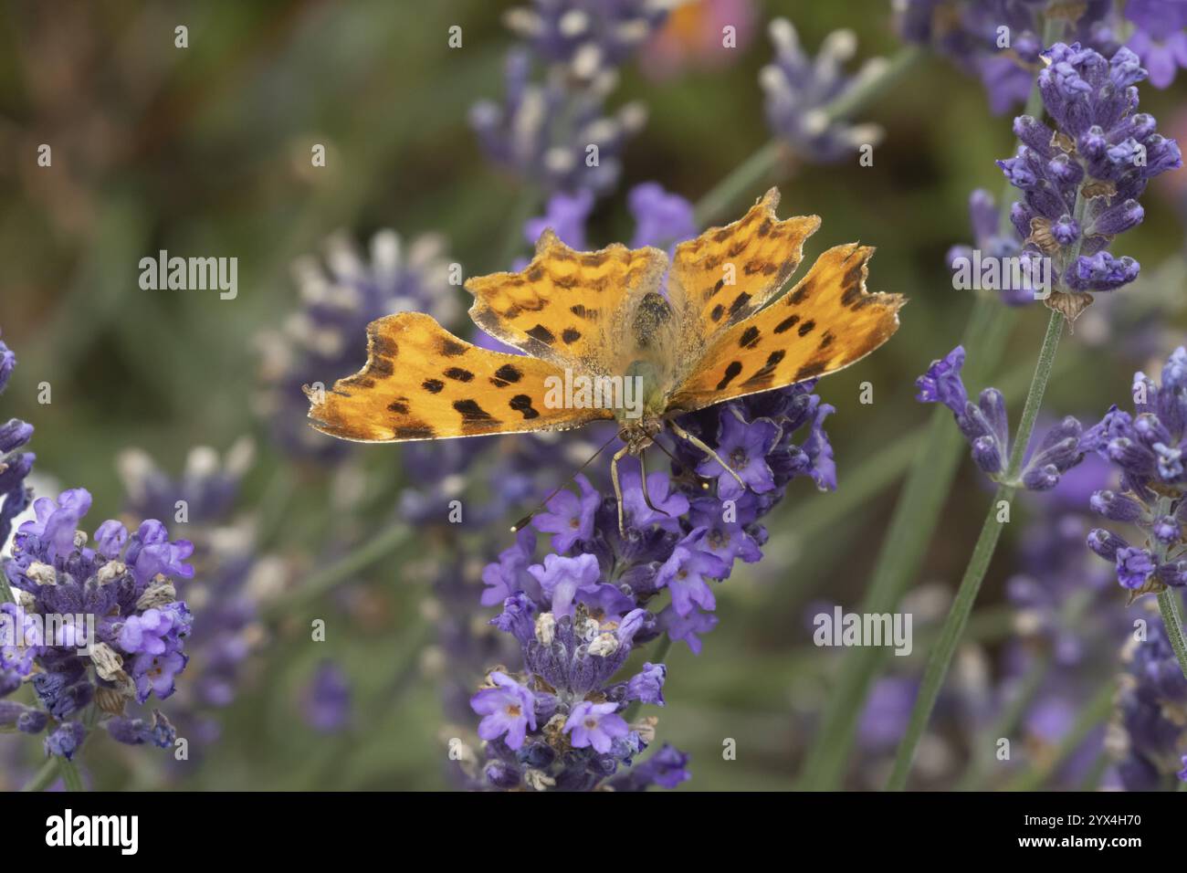 Comma butterfly (Polygonia c-album) adult insect feeding on a garden ...