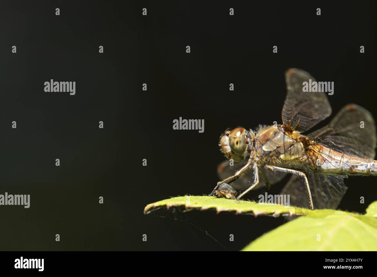 Common darter dragonfly (Sympetrum striolatum) adult female insect on a ...