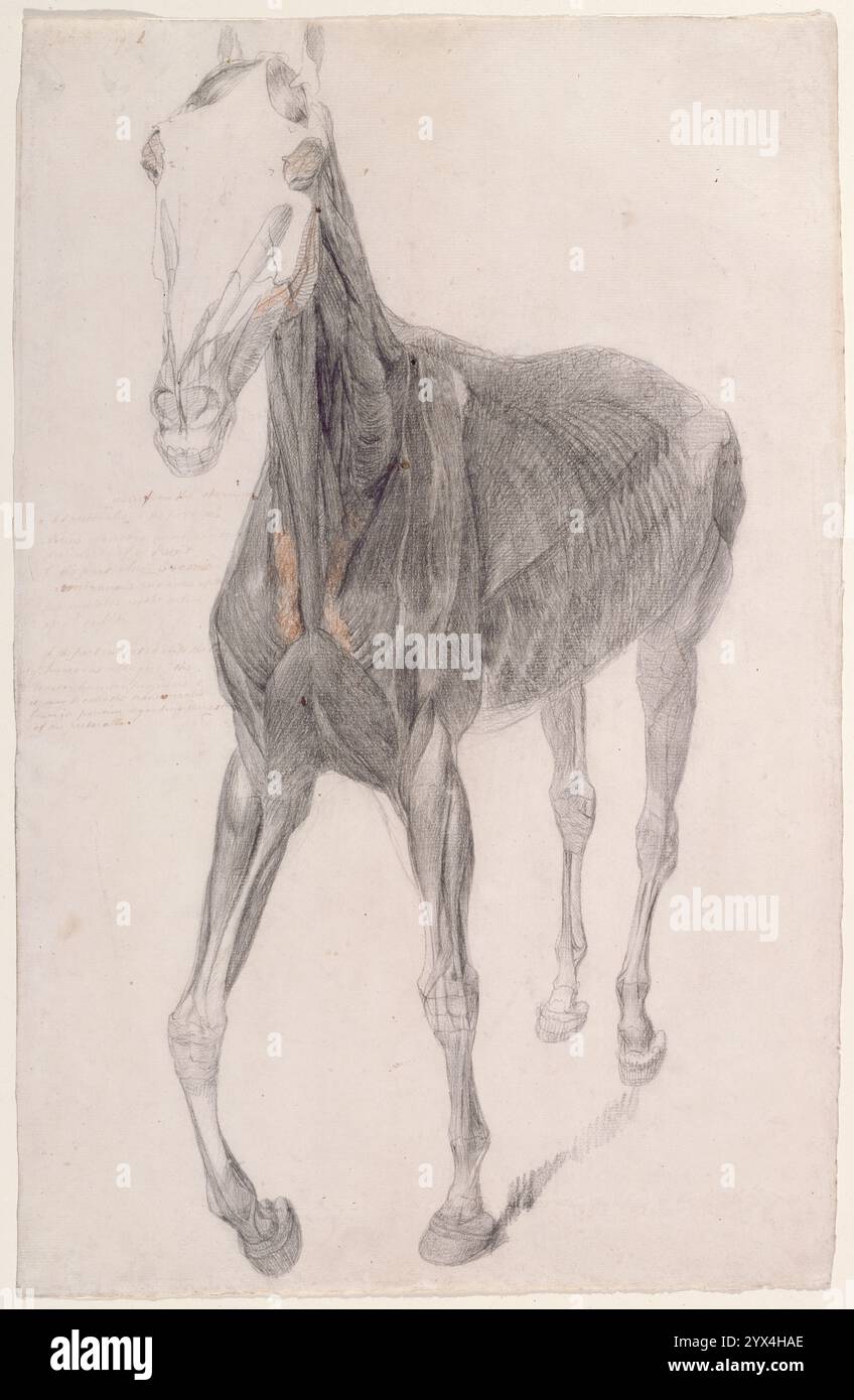 Working drawing for 'The Eighth Anatomical Table of the Muscles ... of ...