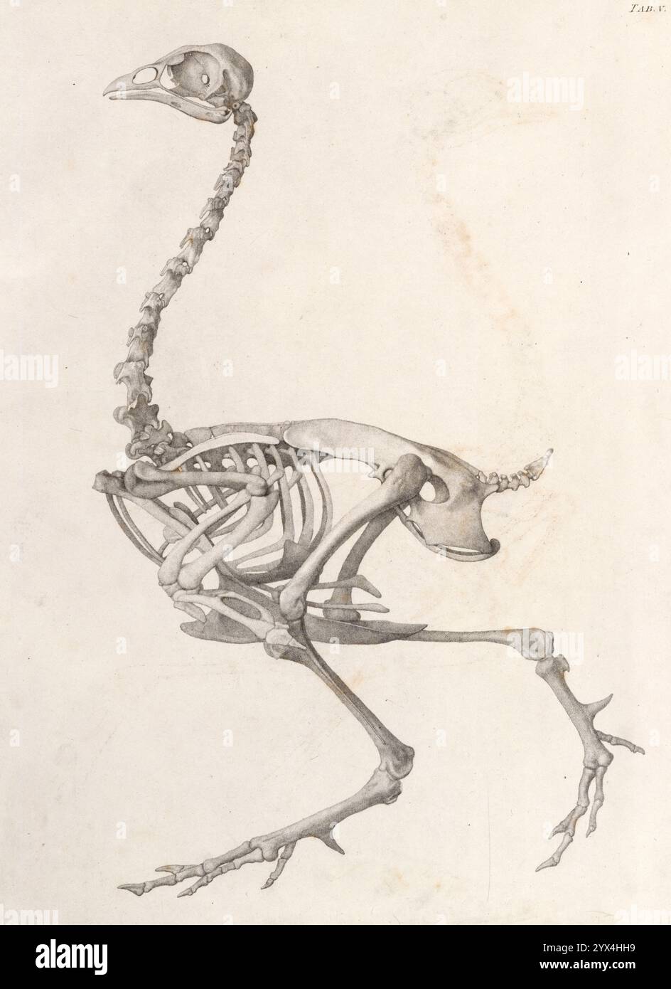 George stubbs anatomy hi-res stock photography and images - Alamy