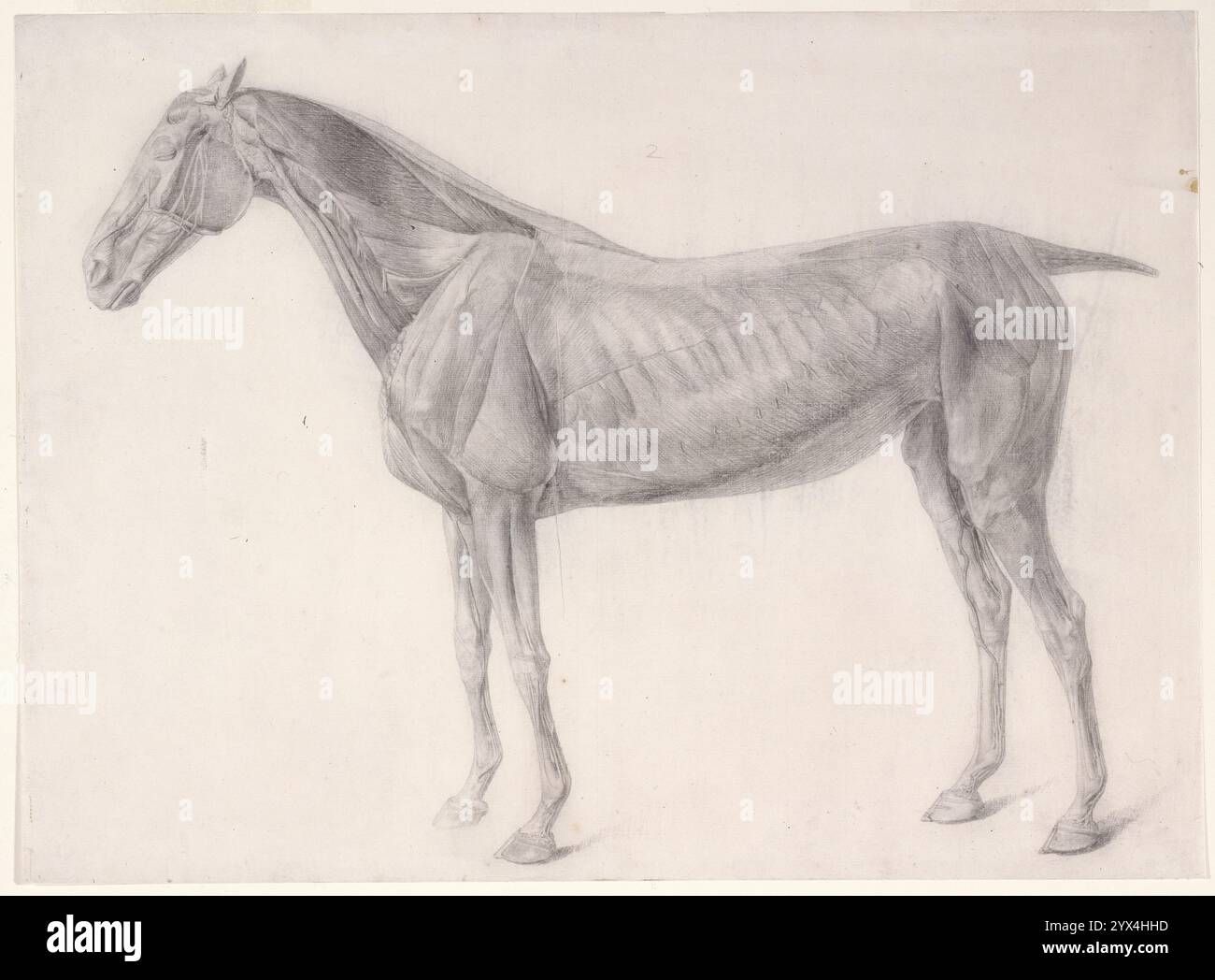 Full horse muscle hi-res stock photography and images - Alamy