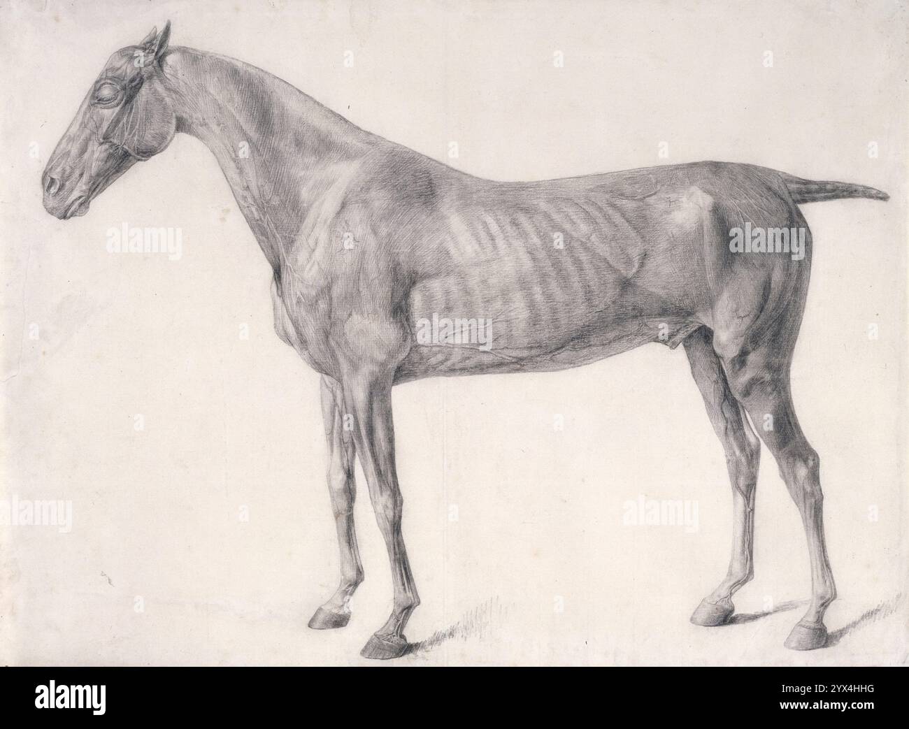 Full horse muscle hi-res stock photography and images - Alamy