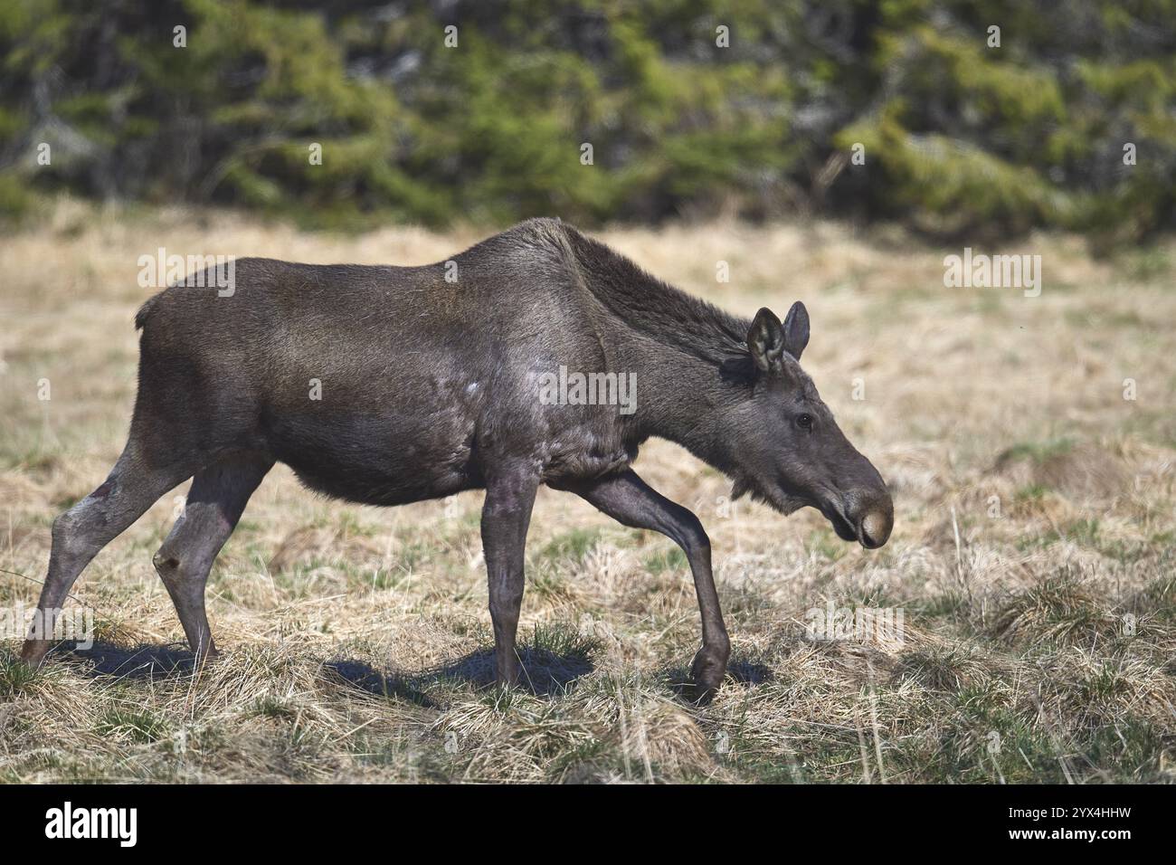 Scandinavian wild moose hi-res stock photography and images - Alamy