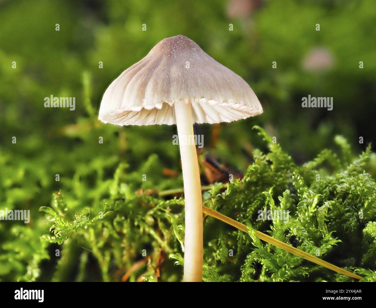 The toque mycena hi-res stock photography and images - Alamy