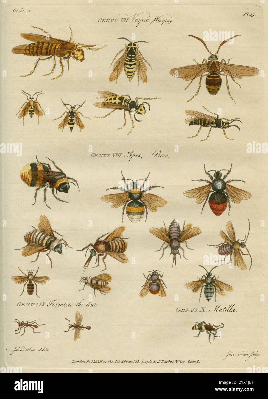 'Genus VII Vespæ, Wasps, Genus VIII Apes, Bees, Genus IX, Formica the ...