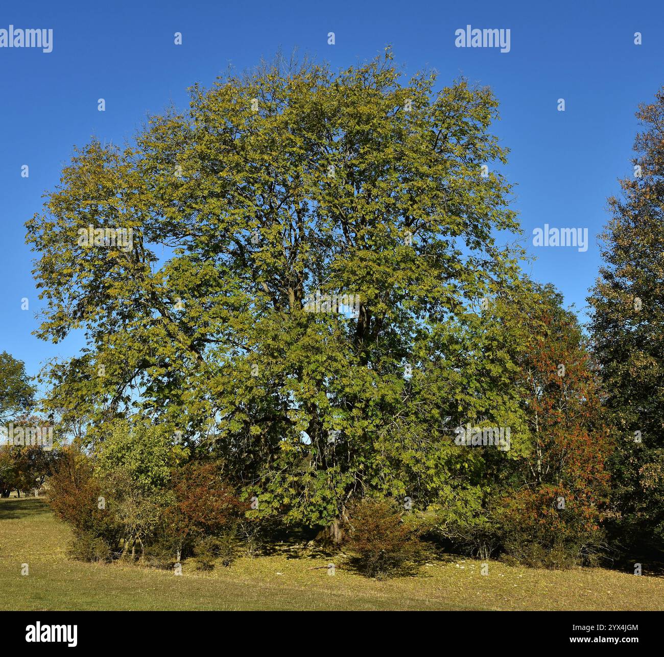 Ash in autumn, Fraxinus excelsior, ash, ash tree Stock Photo - Alamy