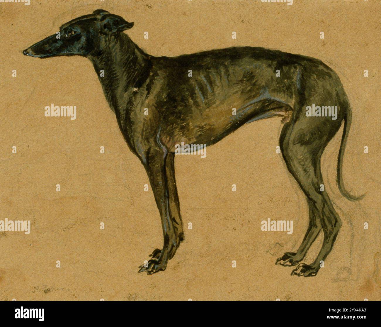 Greyhound dog drawing hi-res stock photography and images - Alamy