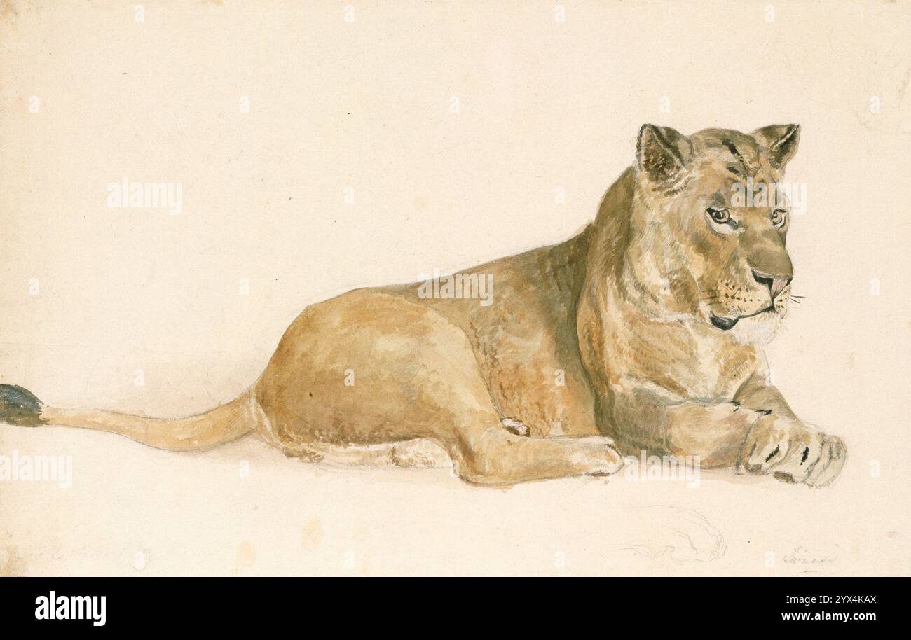 Lioness study hi-res stock photography and images - Alamy
