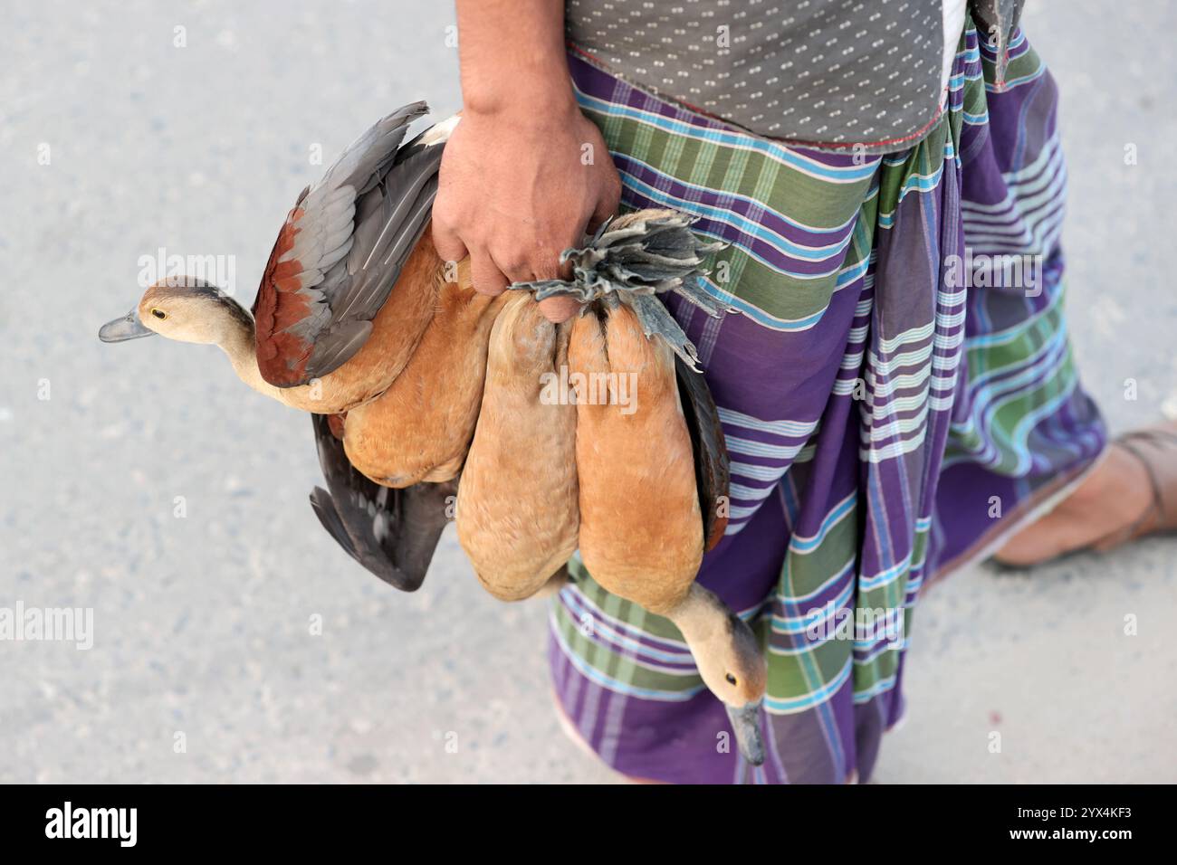 Dhaka, Bangladesh - December 13, 2024: Although the catching and ...