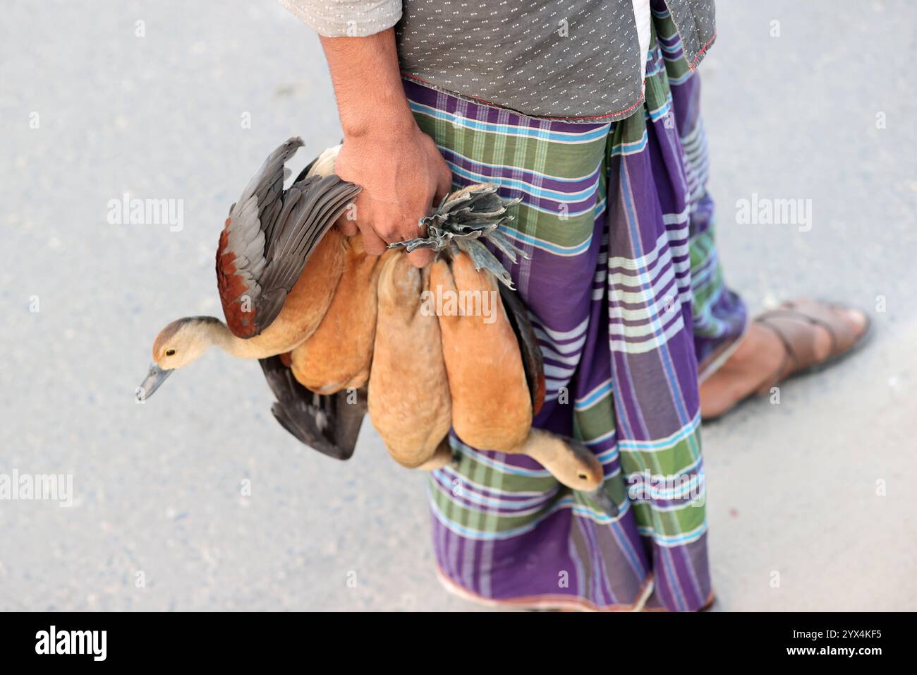 Dhaka, Bangladesh - December 13, 2024: Although the catching and ...