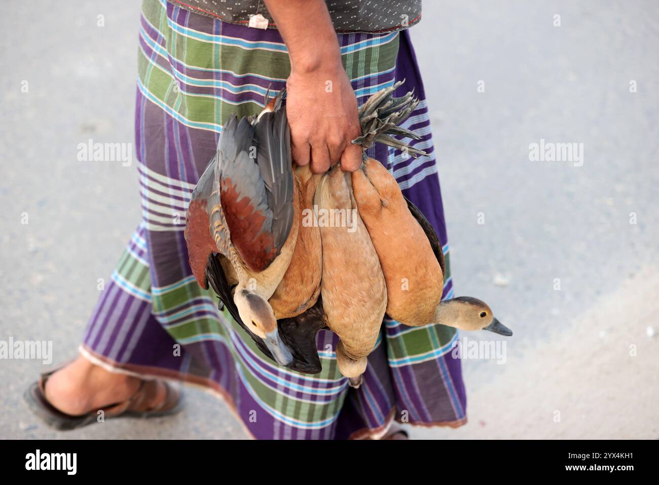 Dhaka, Bangladesh - December 13, 2024: Although the catching and ...