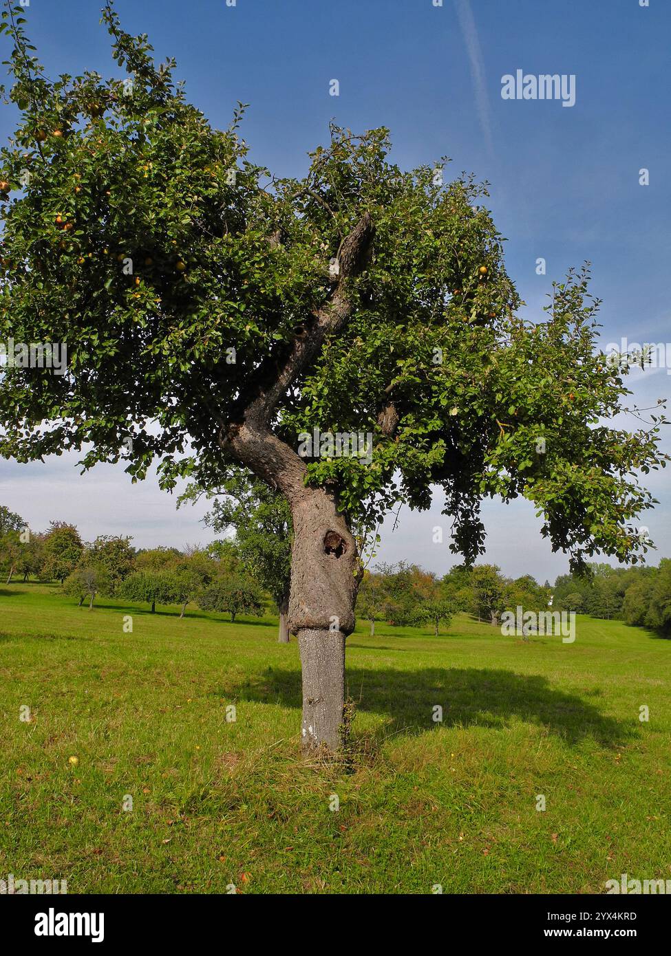 Apple tree (malus domestica) Cultivated apple with visible grafting ...