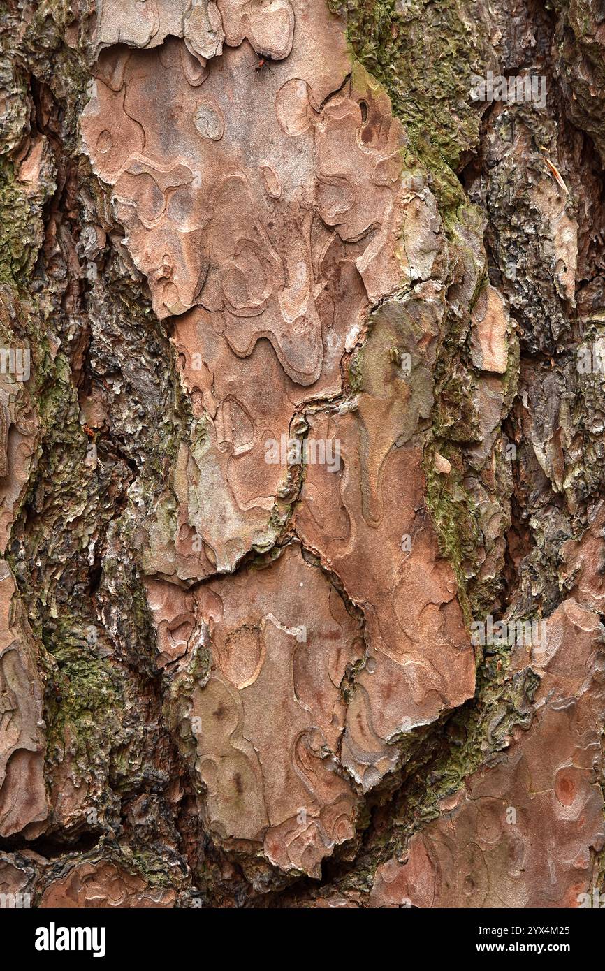Scots pine, Pinus sylvestris, bark, bark, scots pine, scotch pine, bark ...